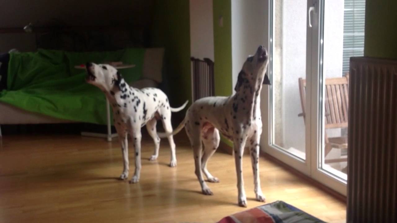 Dalmatian Dogs Howling at Siren - YouTube