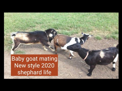 Sheep and goats mating/Shepherd's Life of northern mountain./beautiful ...