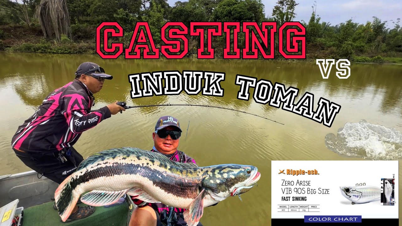 Kolam Tepi Jalan CASTING Induk Toman Anak 5inci | Big Size VIB 90s ...