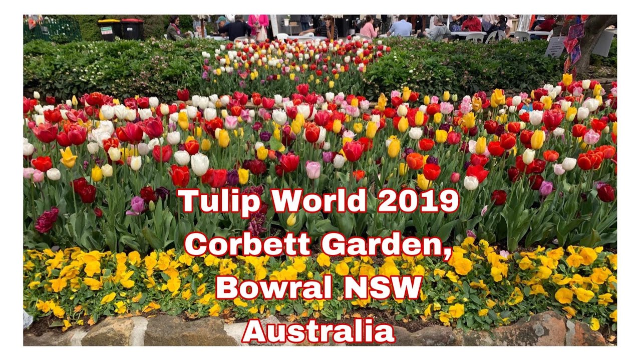 Vlog 52 - 2019 Tulip World - Corbett Garden / Bowral NSW ...