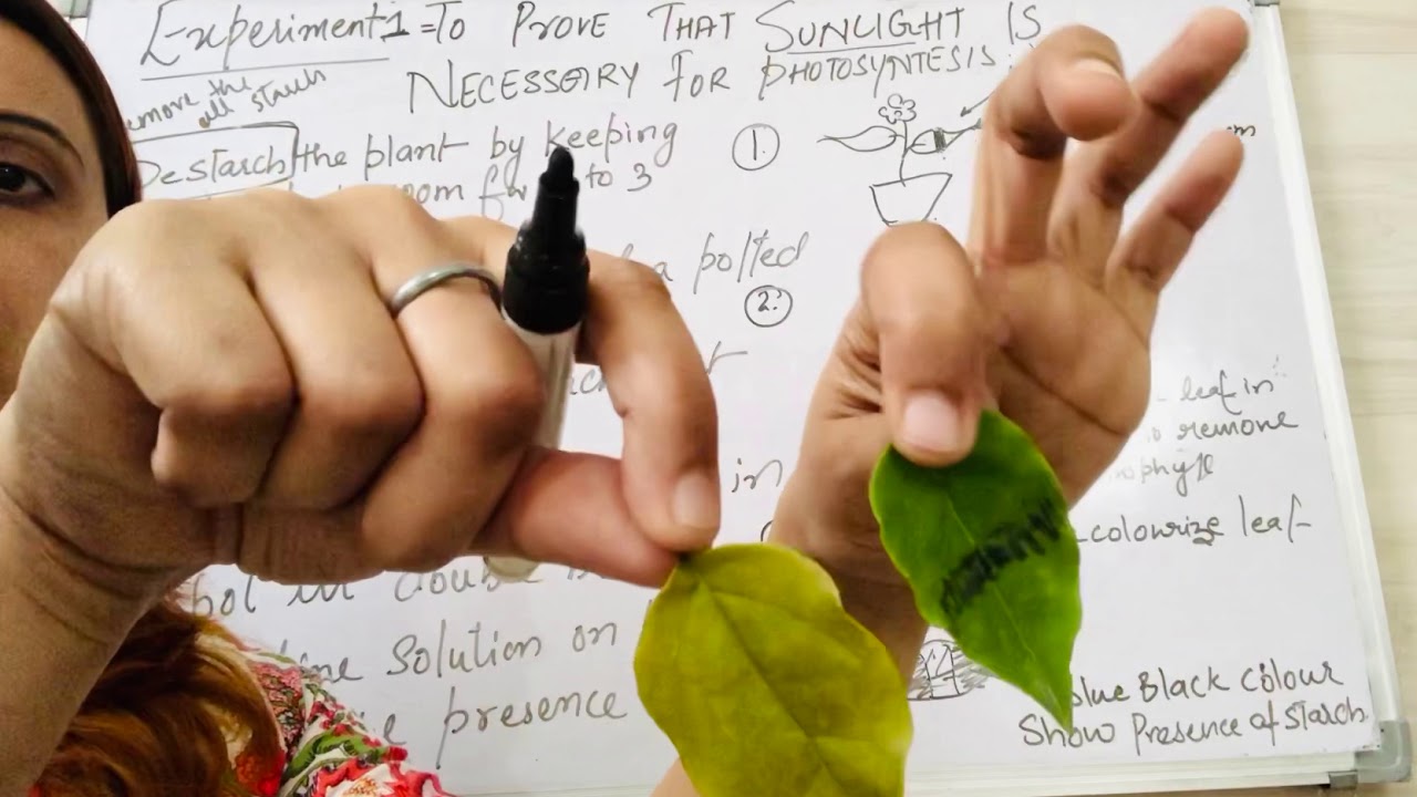 Life process ( Experiment related to photosynthesis)part 4 - YouTube