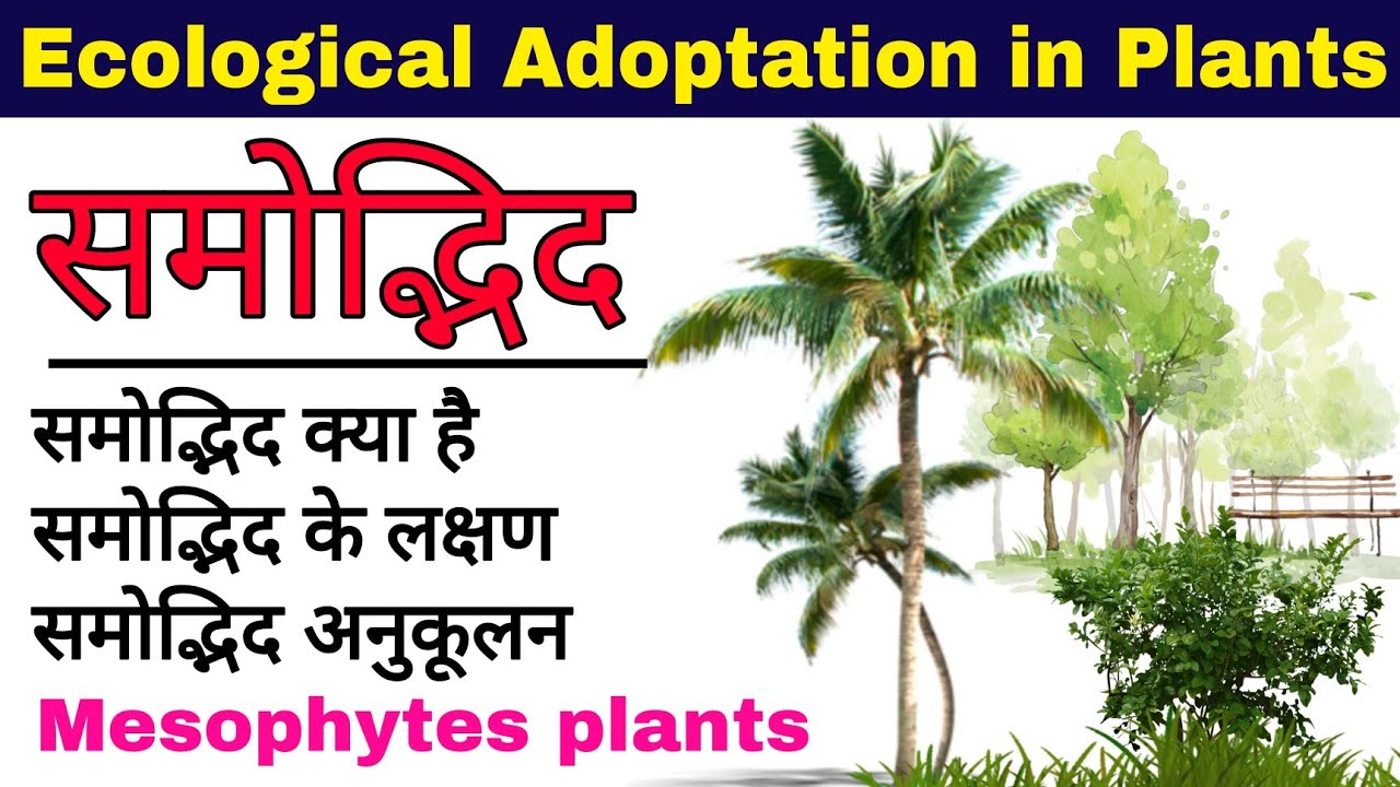 समोद्भिद पौधे (Mesophytes plants)| mesophytic plants | adaptation in ...