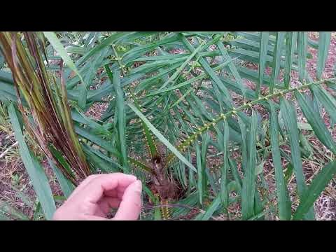 Pengendalian hama kumbang tanduk alias wawung (jawa) ditanaman kelapa ...