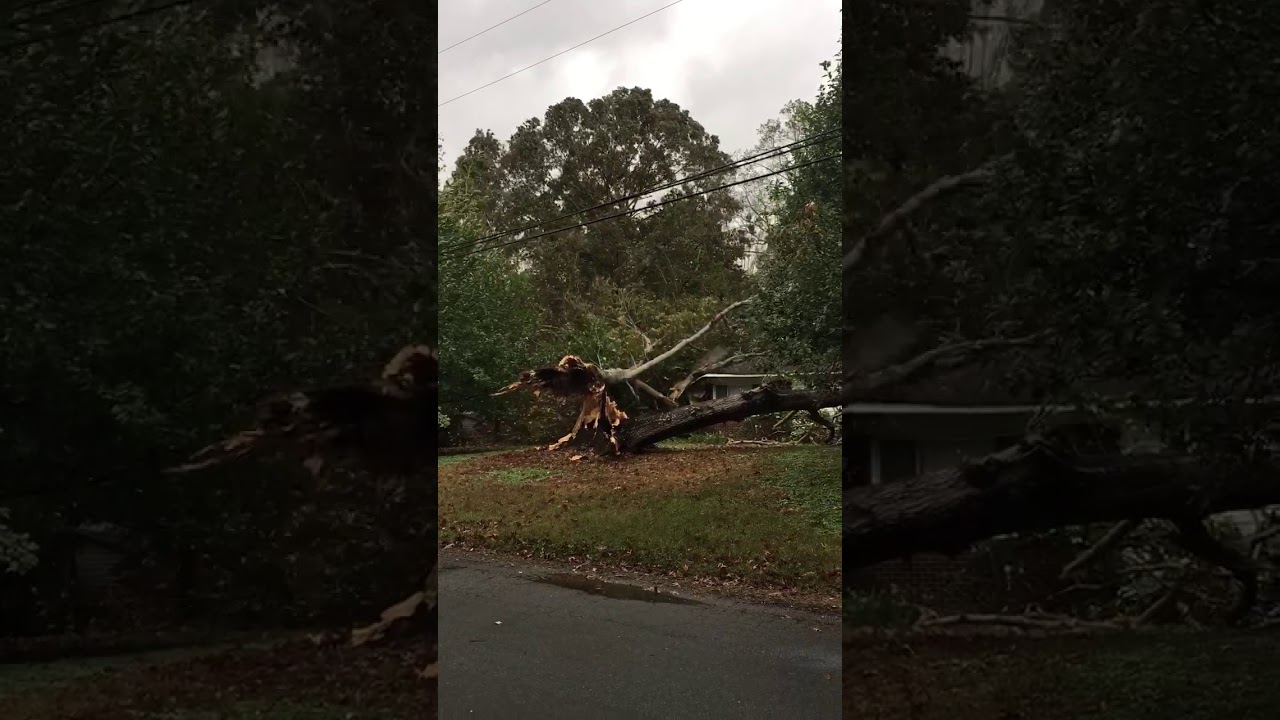 Tree crushes house - YouTube