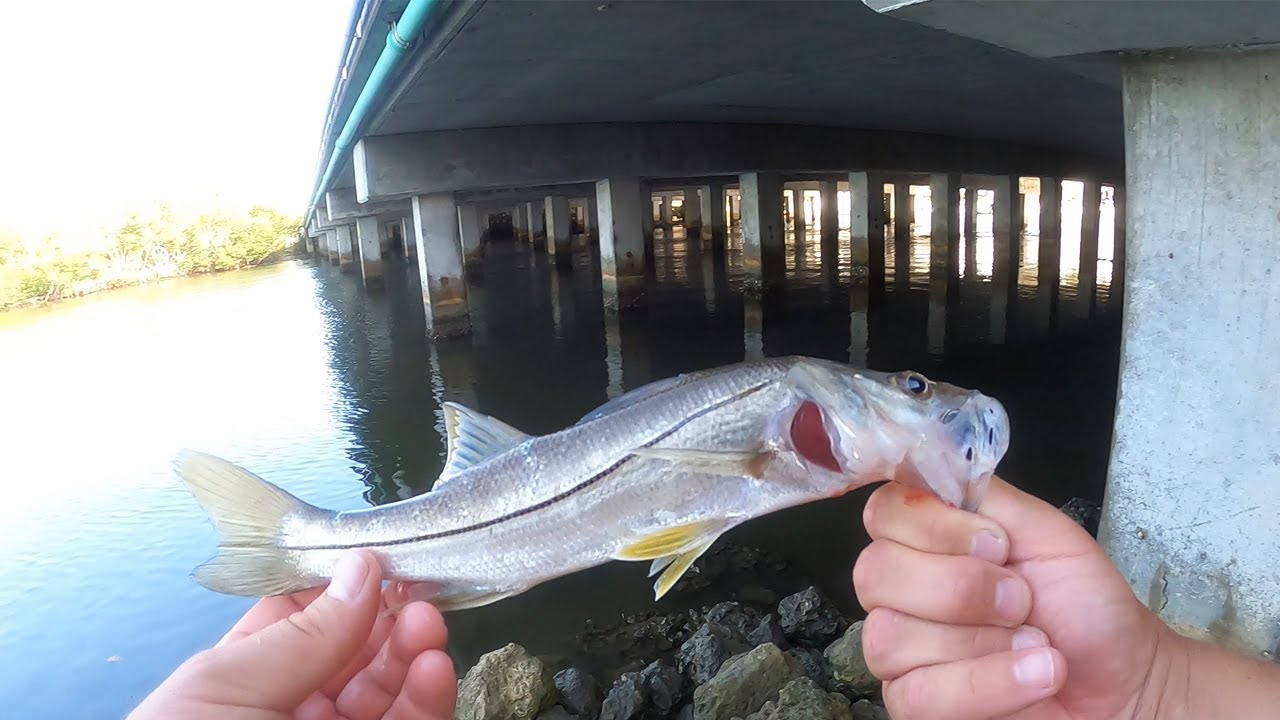 Little Baby Snook - YouTube