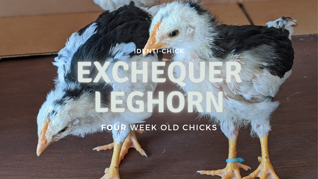 Exchequer Leghorn: 4-Week-Old Chicks - YouTube