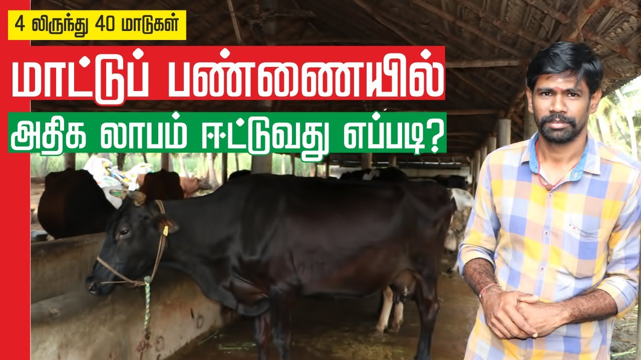 MAADU VALARPU IN TAMIL | மாடு வளர்ப்பில் அதிக லாபம் ஈட்ட முடியுமா ...