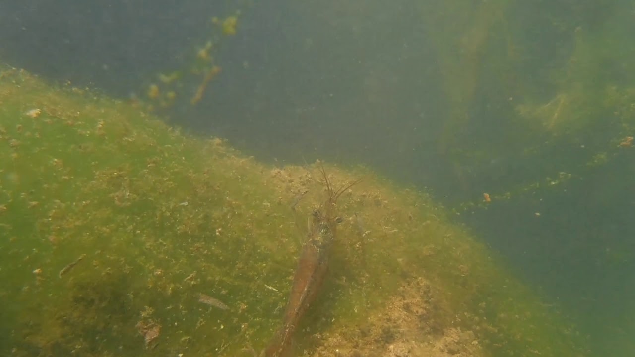 Guam 119 - Freshwater Prawn - YouTube