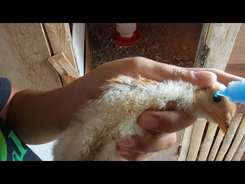Pemberian Vaksin ND Hitchner B1 pada DOC Ayam petelur usia 19 hari ...