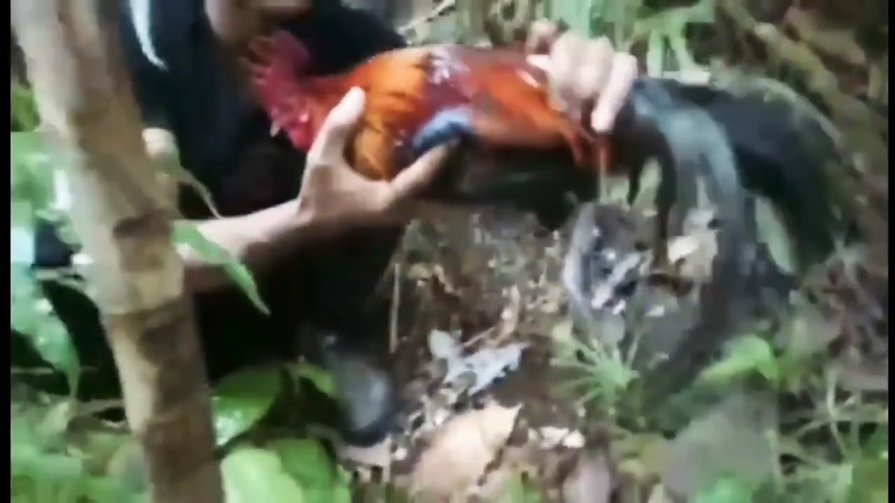 NAKA HULI ANG TRAP NAMIN NG LABUYONG MANOK - YouTube