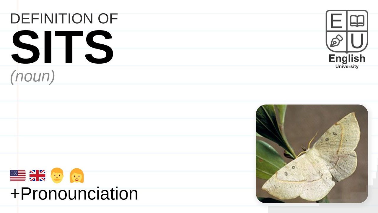 SITS meaning, definition & pronunciation | What is SITS? | How to say ...