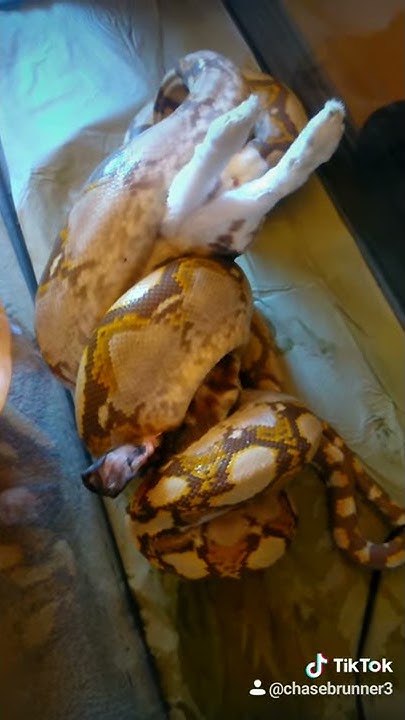 RETICULATED PYTHON EATING A HUGE!!!! RABBIT!!! OMG!!!! - YouTube