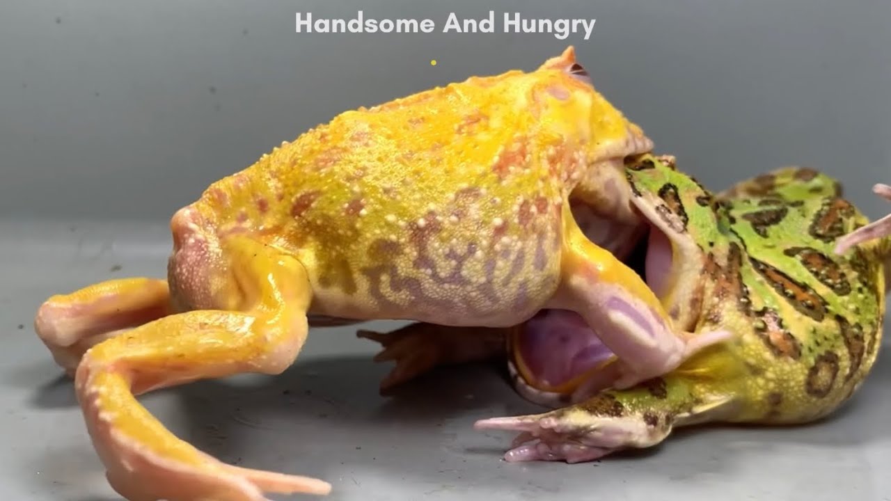 They Get Serious Now! 🐸 (Frog And Toad) - YouTube