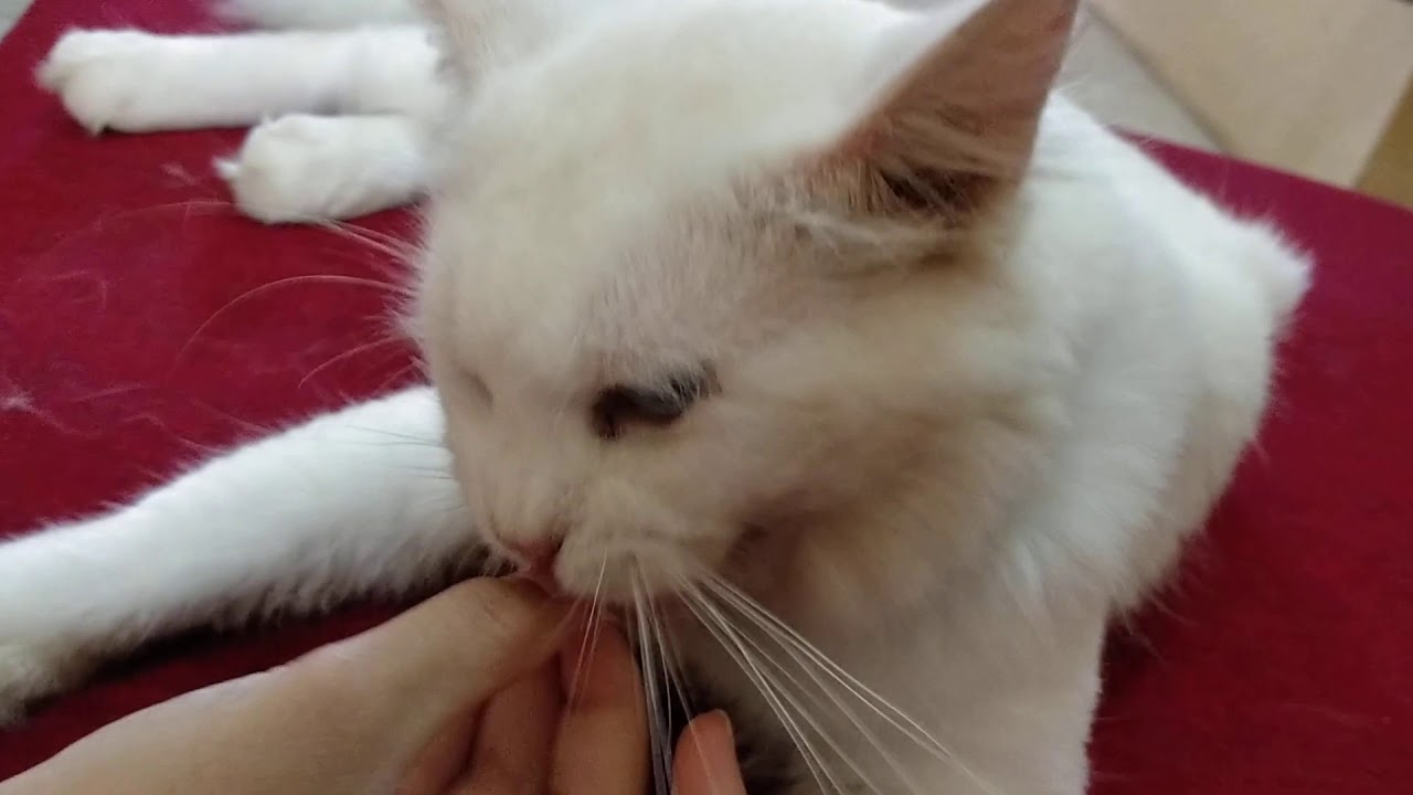 [wawa] Kucing Lucu Makan Roti - YouTube