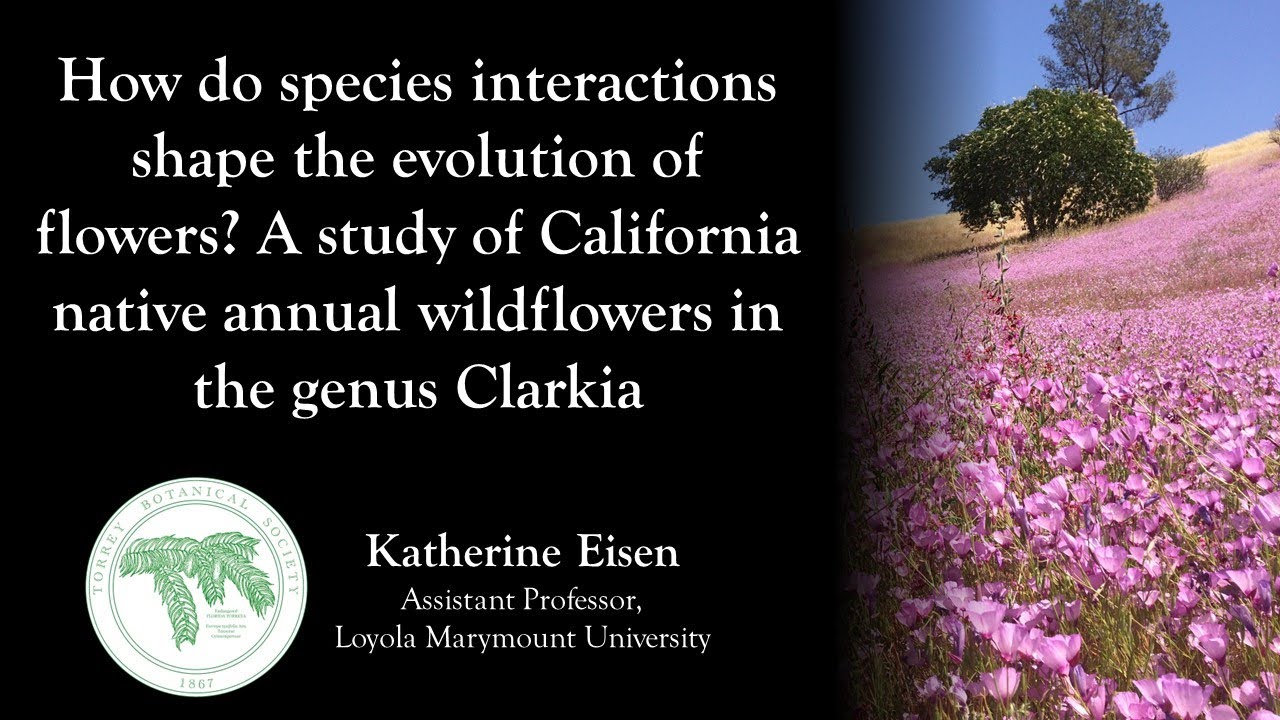 How do species interactions shape the evolution of flowers? - Katherine ...