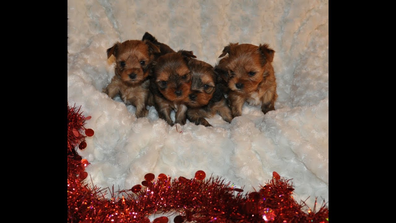 Yorkie Puppies 5 weeks old - YouTube