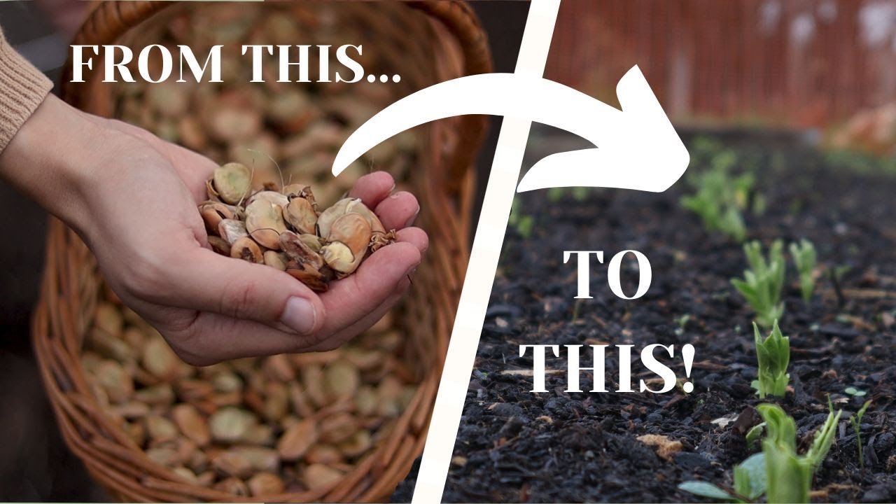 The One Crop You Should Be Growing (But Probably Aren't)! - YouTube