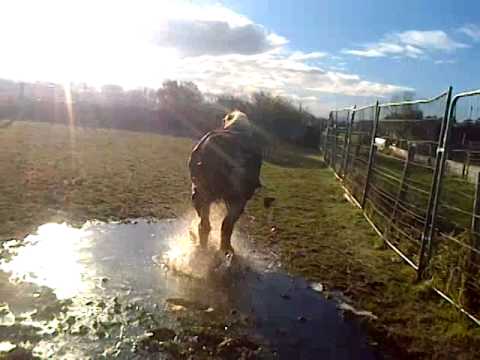 Farting horse
