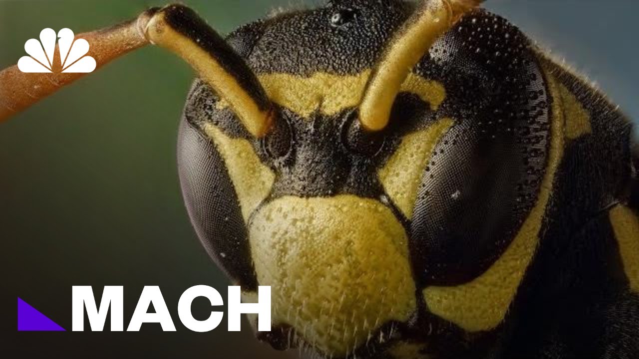 This Might Sting: Wasps Are Capable Of Logical Reasoning | Mach | NBC ...
