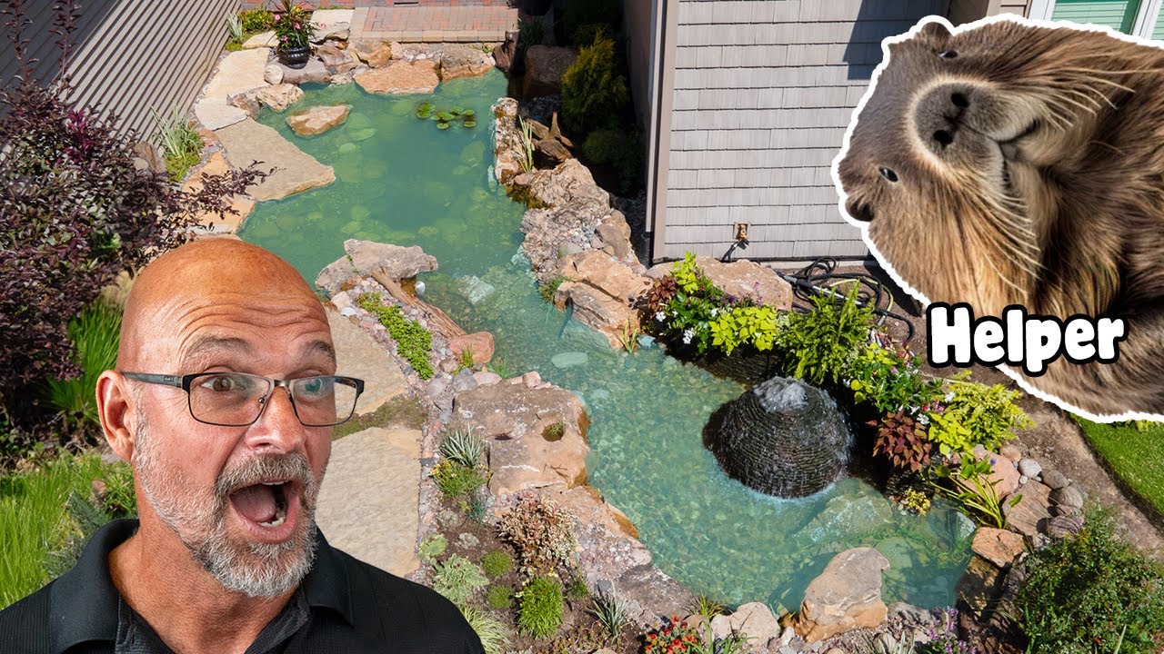 Pond Built By Beavers? @SuburbanWildlifeTV - YouTube