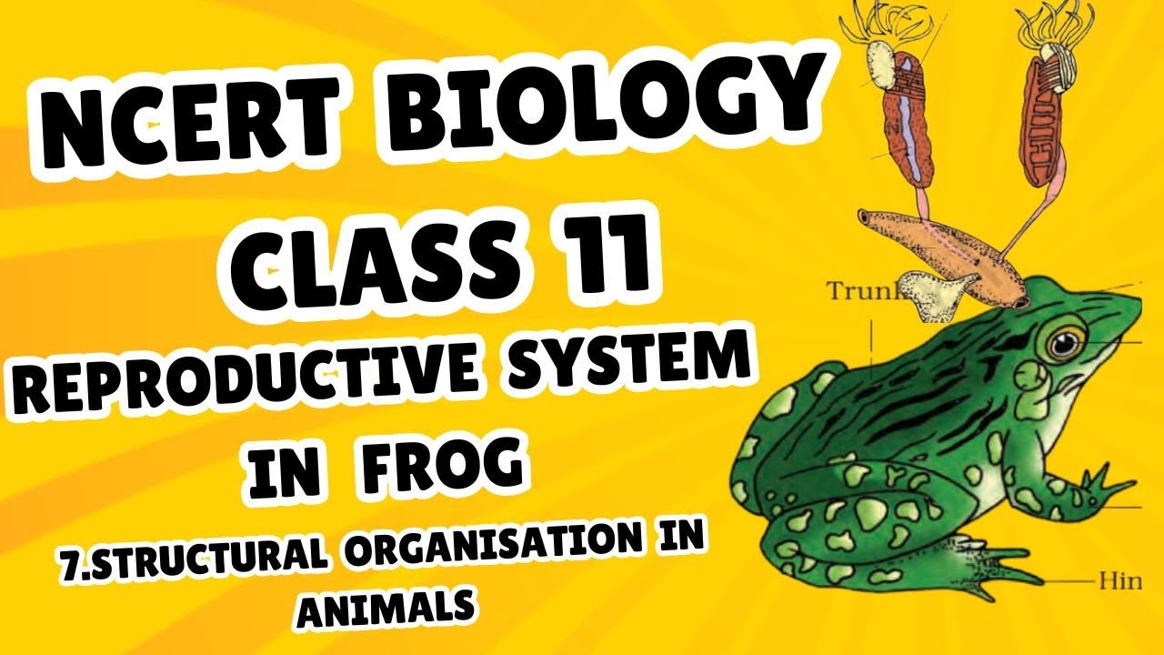 STRUCTURAL ORGANISATION IN ANIMALS - REPRODUCTIVE SYSTEM IN FROG NCERT CLASS 11 BIOLOGY ...