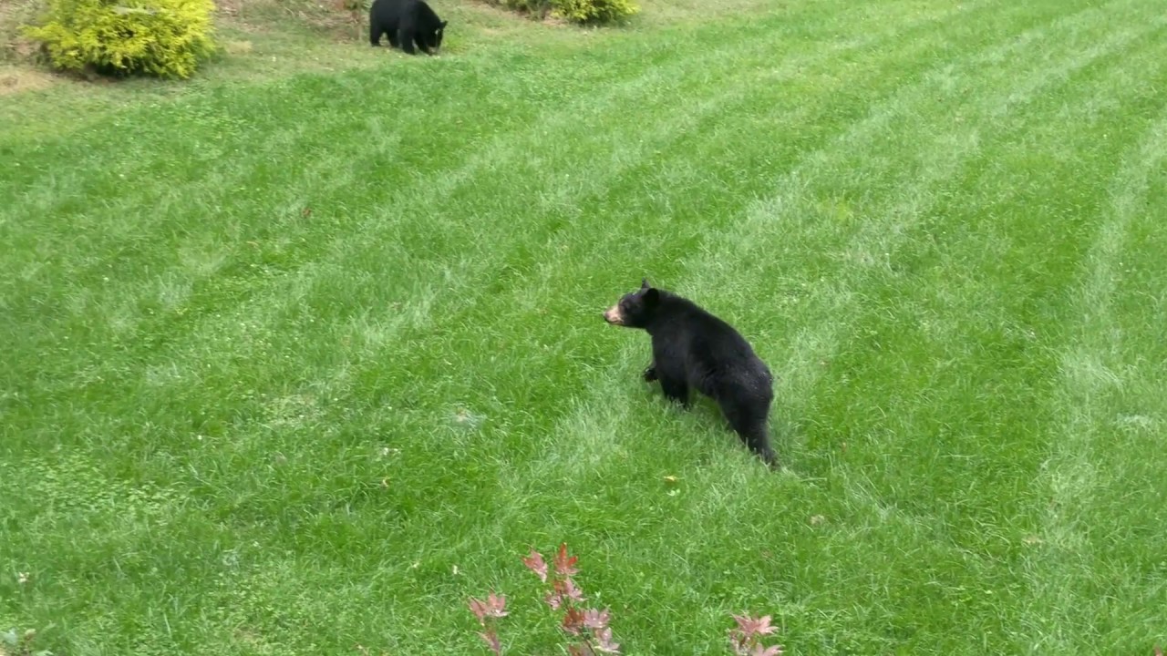 Second Visit Of The Bear Family - YouTube