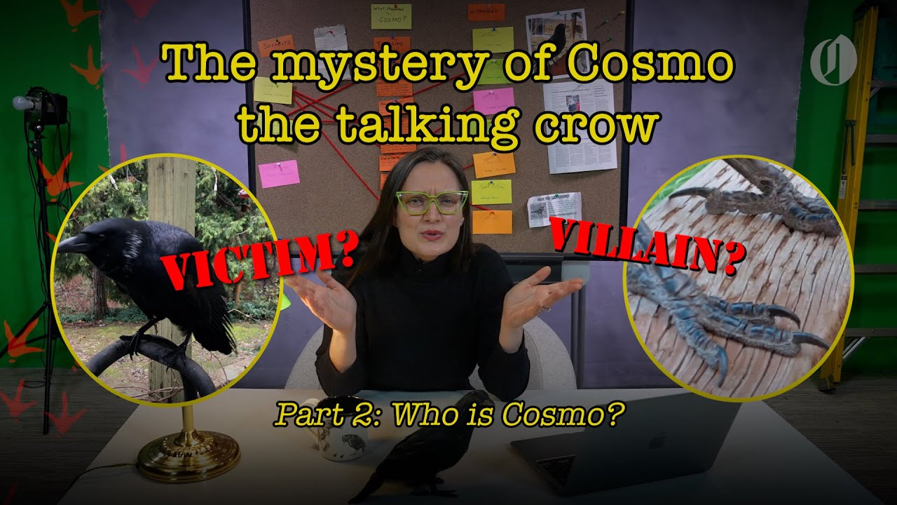 Is Cosmo the talking crow a victim or a villain?: Pt. 2 - YouTube