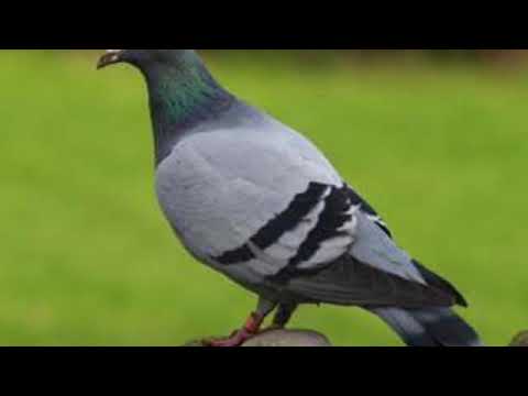 Pigeon Song - YouTube
