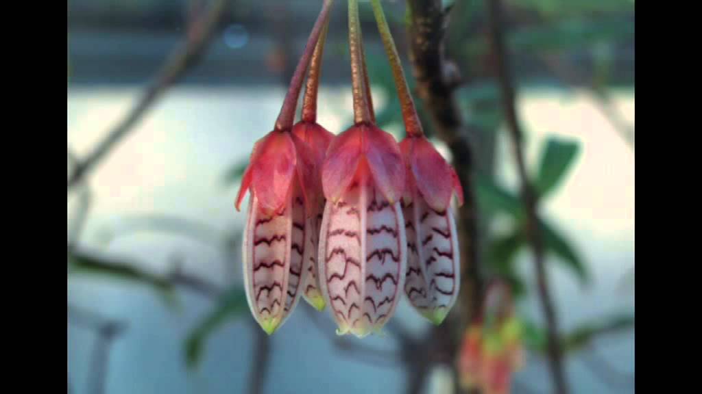Agapetes full blossom - YouTube