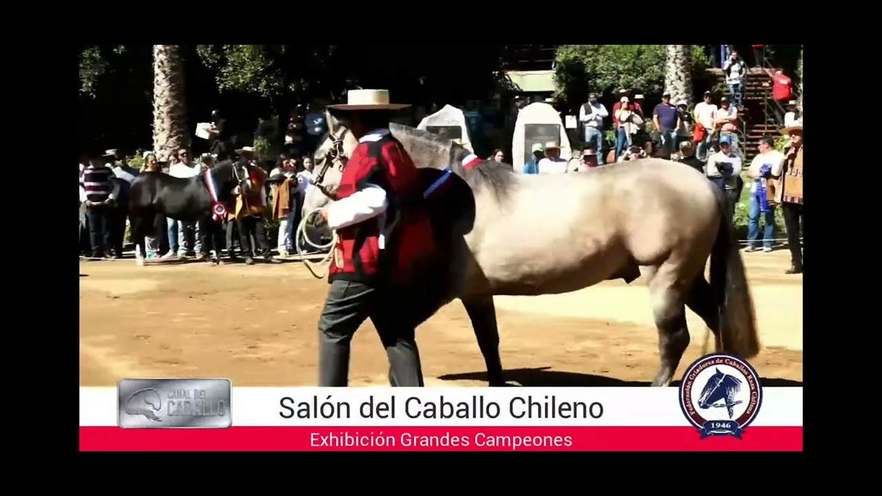 Río Claro El Laurel Reservado Campeón Potro Nacional - YouTube