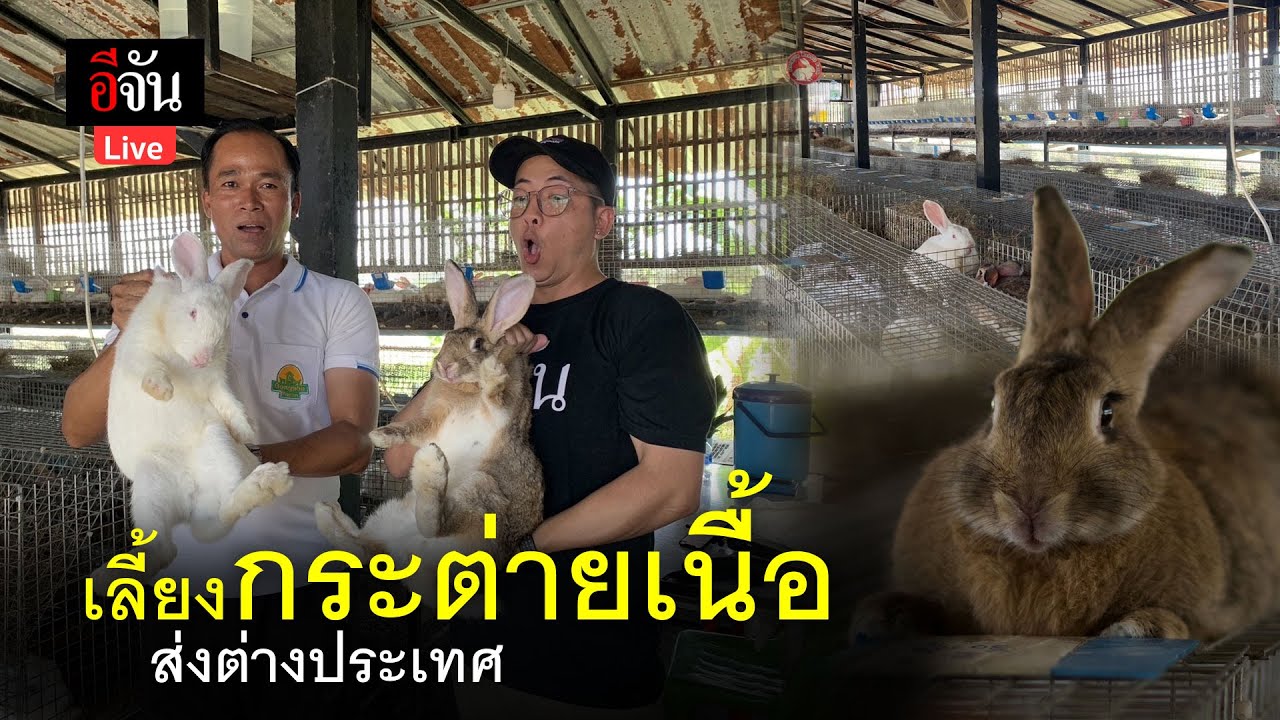 Live บุกฟาร์มกระต่ายเนื้อ สัตว์เศรษฐกิจตัวใหม่ ส่งออกถึง 5 ประเทศ | อีจัน EJAN - YouTube