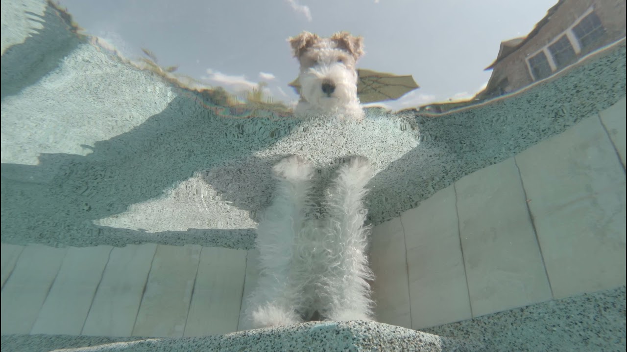 Archie pool side from under the water - YouTube