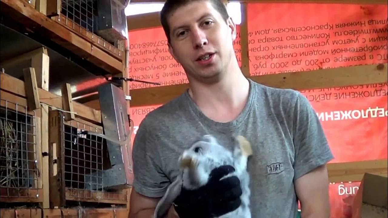 Как определить пол у кролика 3 месяца Youtube