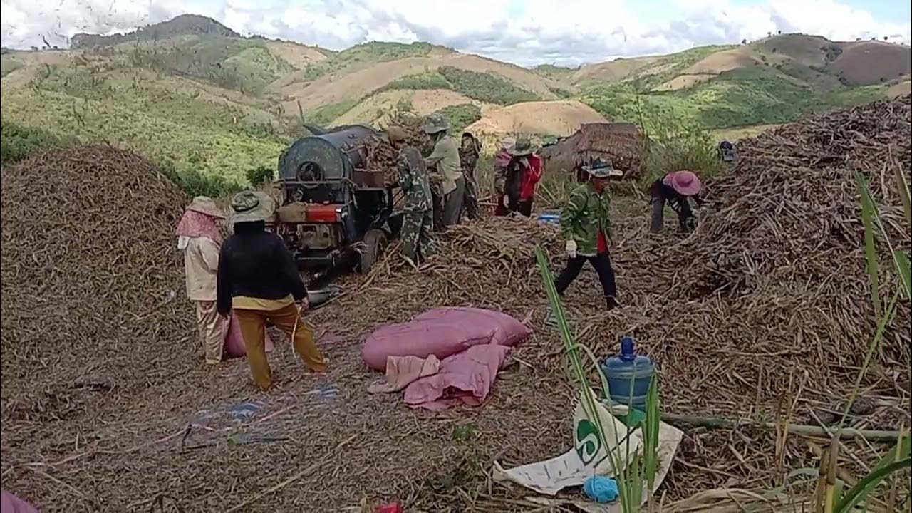 lub neej nyob toj siab mas kev khwv nyiaj nyuab tshaj li os peb ib tsoom hmoob - YouTube