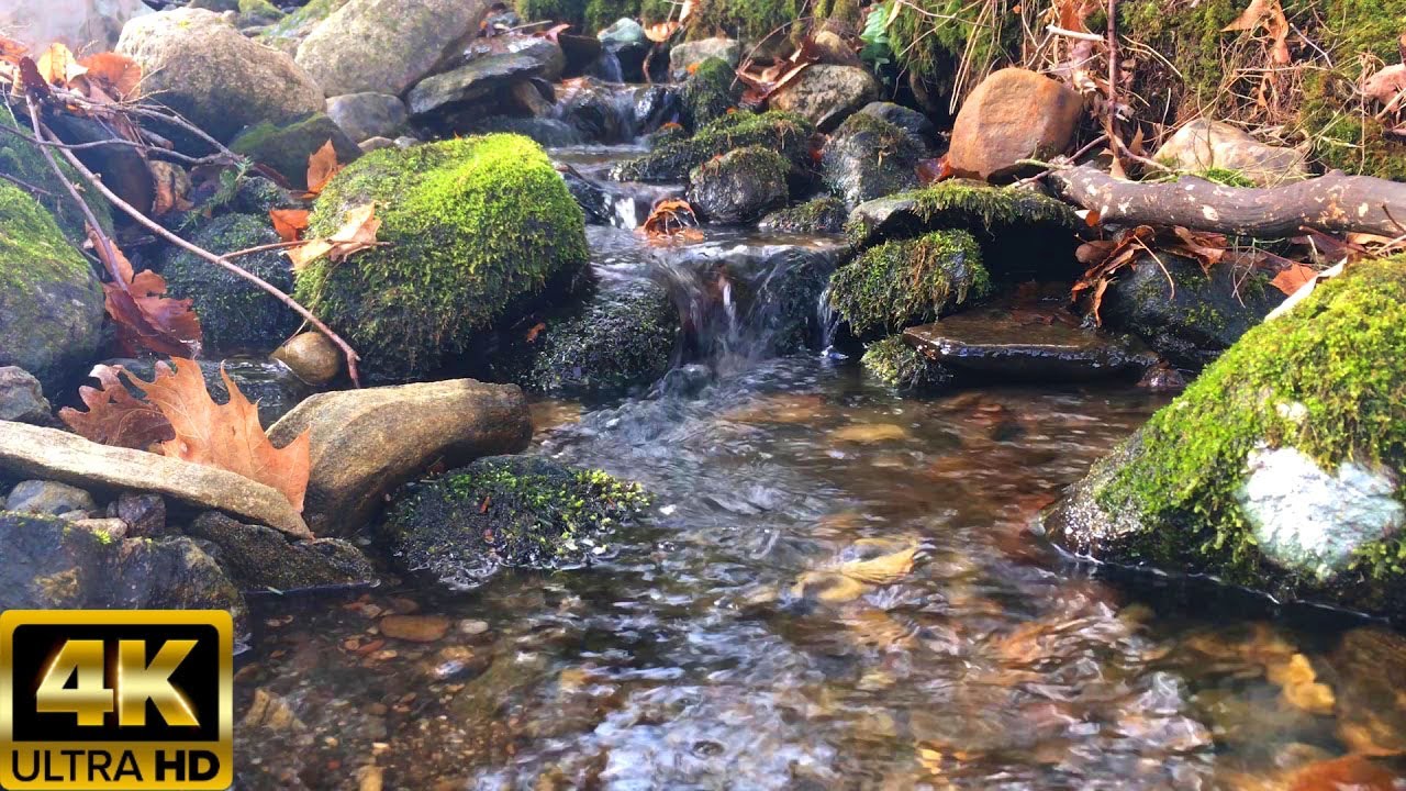 20 Minutes HD Nature Water Sounds Babbling Brook, Ambient Forest ...