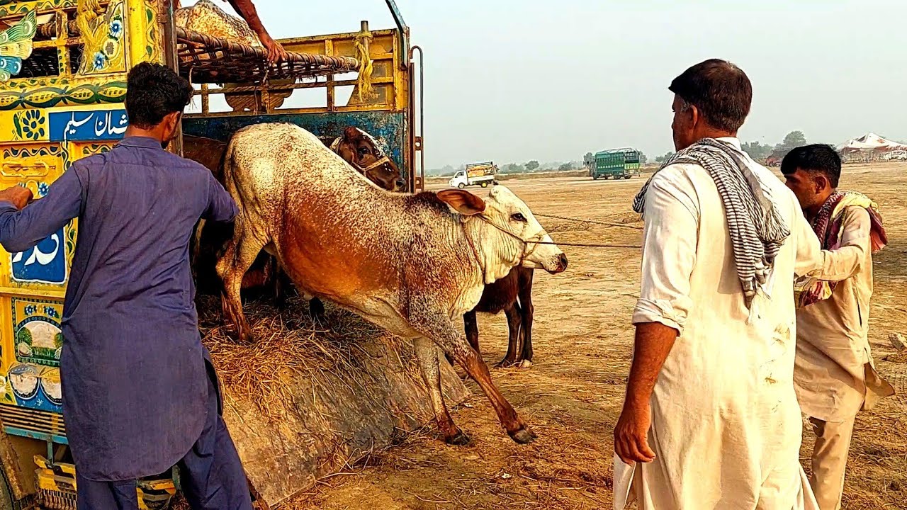 Chollstani Nokra Bull Unloading //Msa cattle life - YouTube