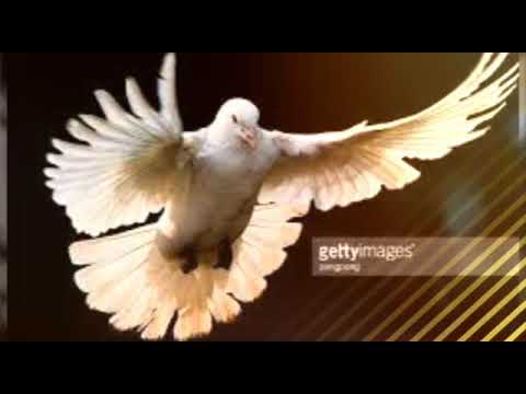Omg best voice of dove bird in the world let's enjoy and fun - YouTube