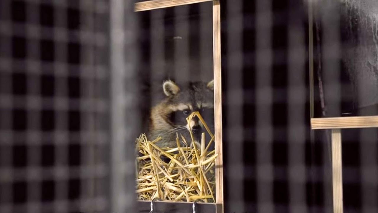 16 wasberen in nieuw verblijf Landgoed Hoenderdaell - YouTube