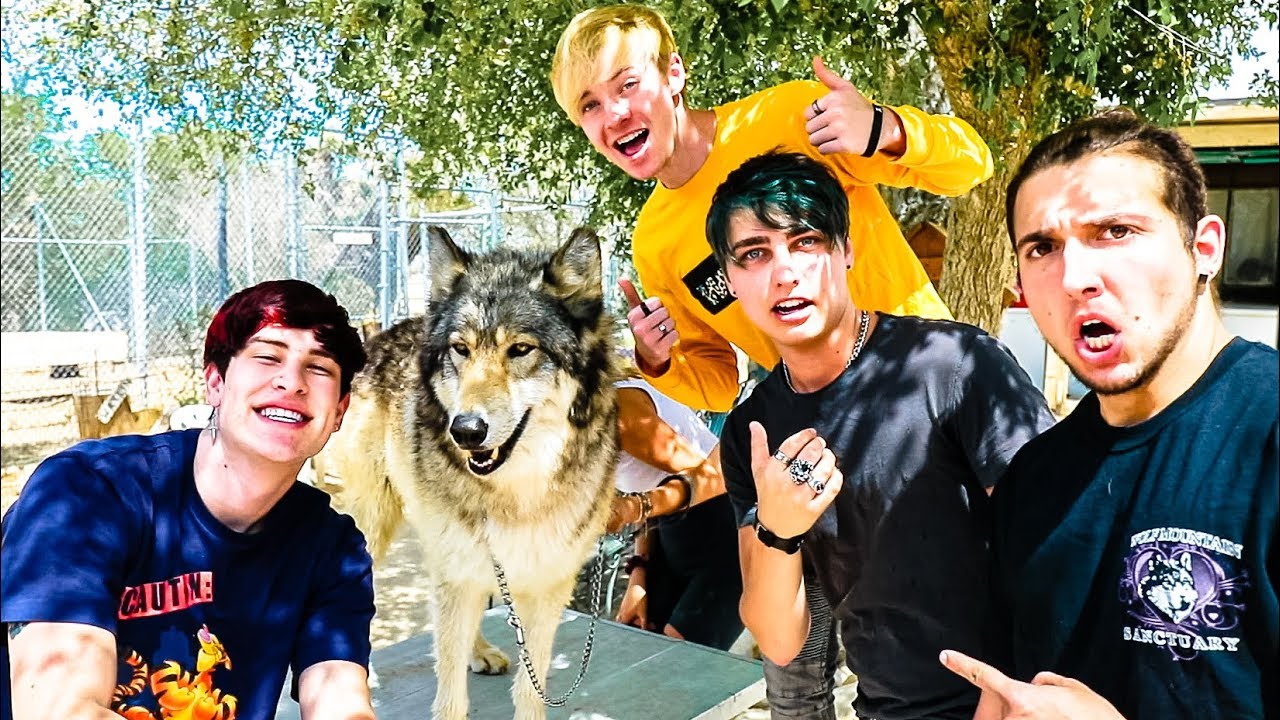 WE ADOPTED A WOLF! w/ Sam, Colby, Corey & Jake - YouTube