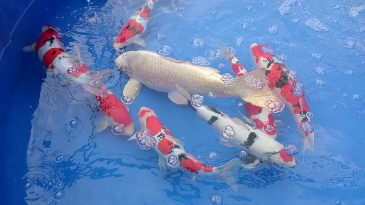 BKKS National Koi show June 2017 - YouTube