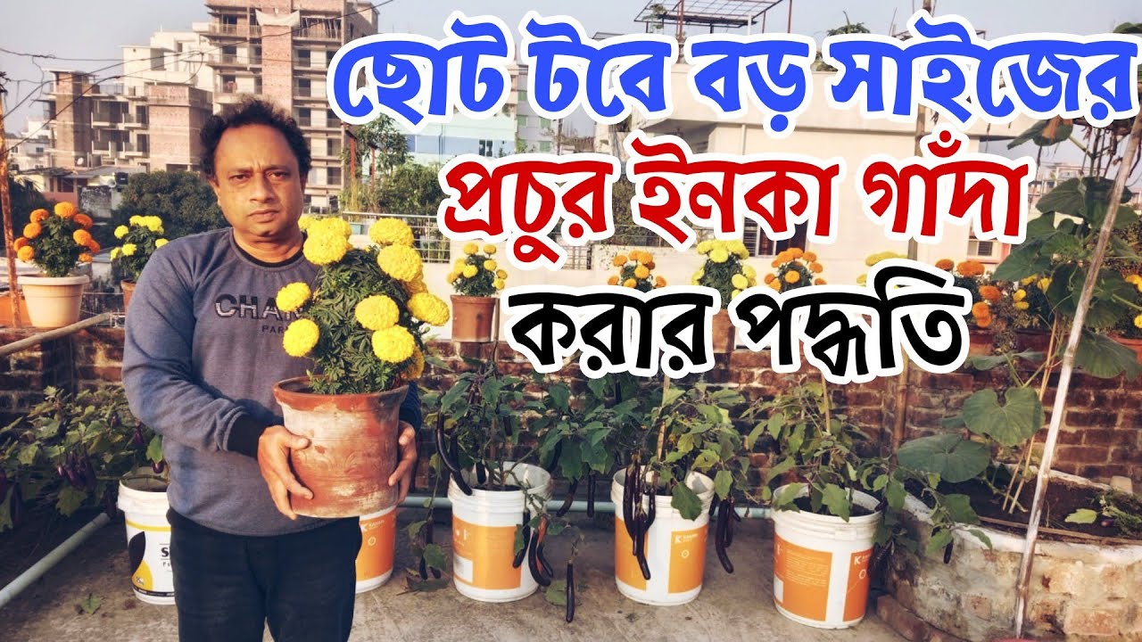 ইনকা গাঁদা গাছের মাটি তৈরি ও প্রচুর ফুল পাওয়ার পদ্ধতি | Marigold plant ...