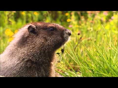 Whitey,Morfin & Miss Canix & Inat- Okyanus gozler 2007