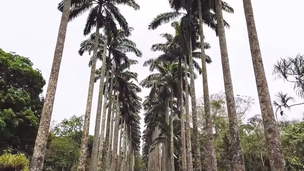 A Walk Through the Aburi Botanical Garden in Ghana - AFRICA - YouTube