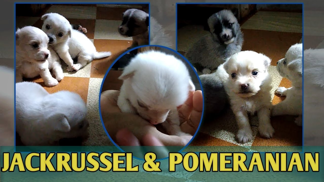 Jackaranian puppy, Our Jack Russel and Pomeranian breed puppies - YouTube