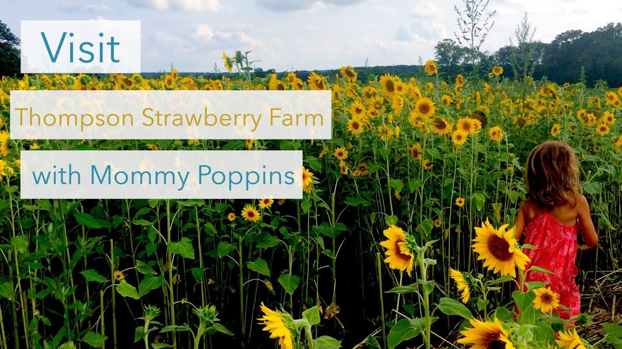 Thompson Strawberry Farm - YouTube