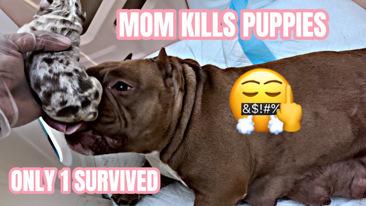 2NASTY EXOTICS How To Whelp Merle Micro Bully Puppies - YouTube