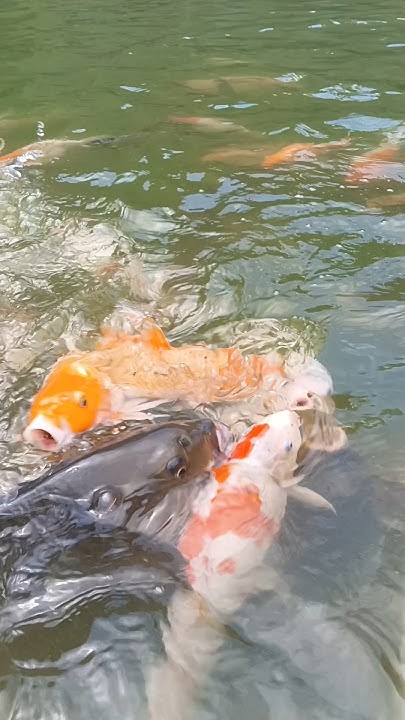 𝐅𝐢𝐬𝐡 𝐟𝐞𝐞𝐝𝐢𝐧𝐠 @𝐊𝐏𝐌 𝐅𝐢𝐬𝐡 𝐟𝐚𝐫𝐦 #shortsfeed #ytstudioes - YouTube