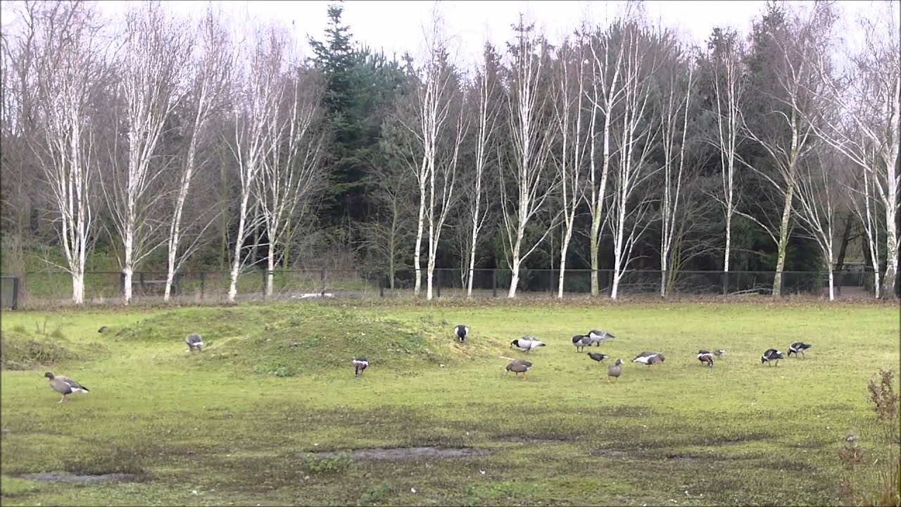 Goose enclosure London Wetland Centre - YouTube