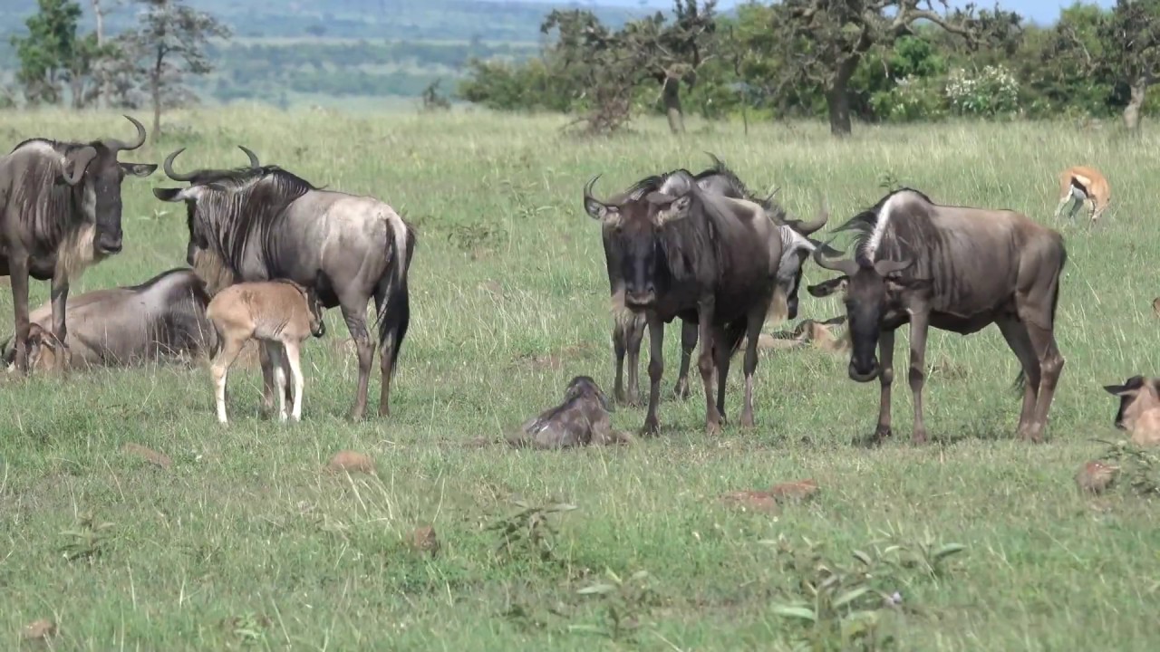 Birth of a Wildebeest, Kenya - YouTube