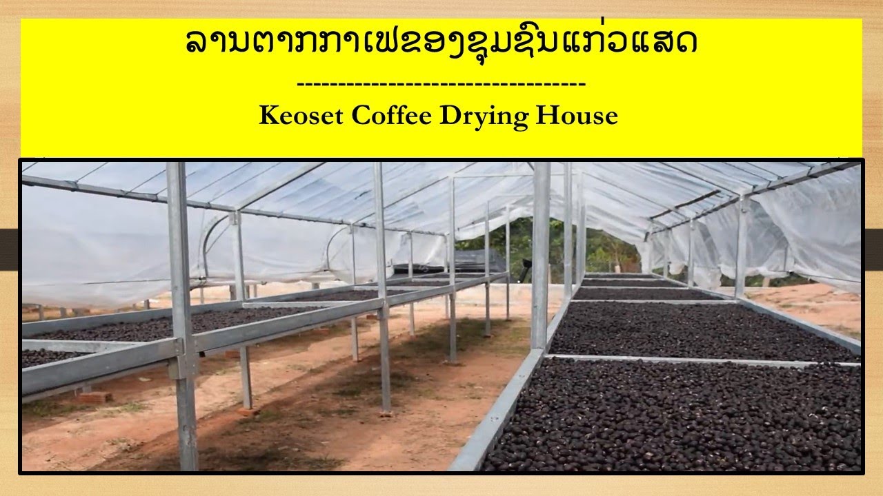 Keoset Coffee Drying House ລານຕາກກາເຟຂອງຊຸມຊົນແກ່ວແສດ - YouTube